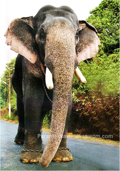 Paramekkavu Devaswom